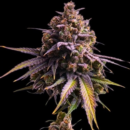 Auto RS11 Feminizada de Empire Seeds Bank - THGrow (Growshop Online)