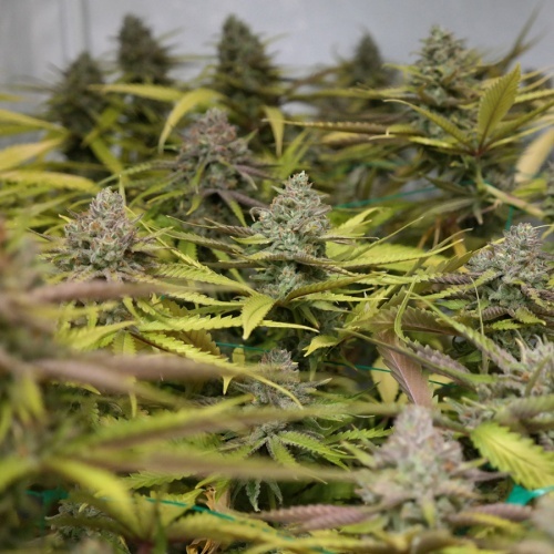 Peyote Cookies Feminizada de Barney's Farm - THGrow (Growshop Online)