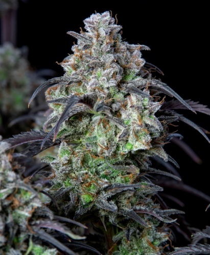 Mimosa Cake Auto Feminized by Fast Buds - THGrow (Growshop Online)
