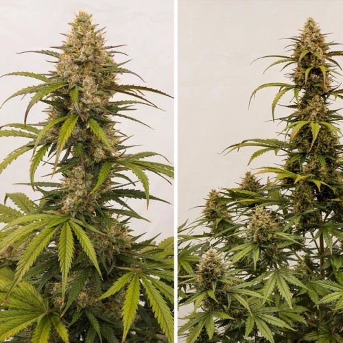 Auto Melonade Runtz Feminizada de Dutch Passion - THGrow (Growshop Online)